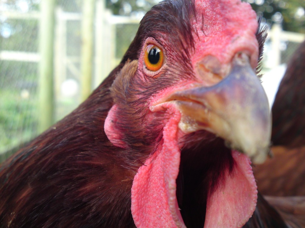 Leap Day Chickens – Deep Sky Anchor